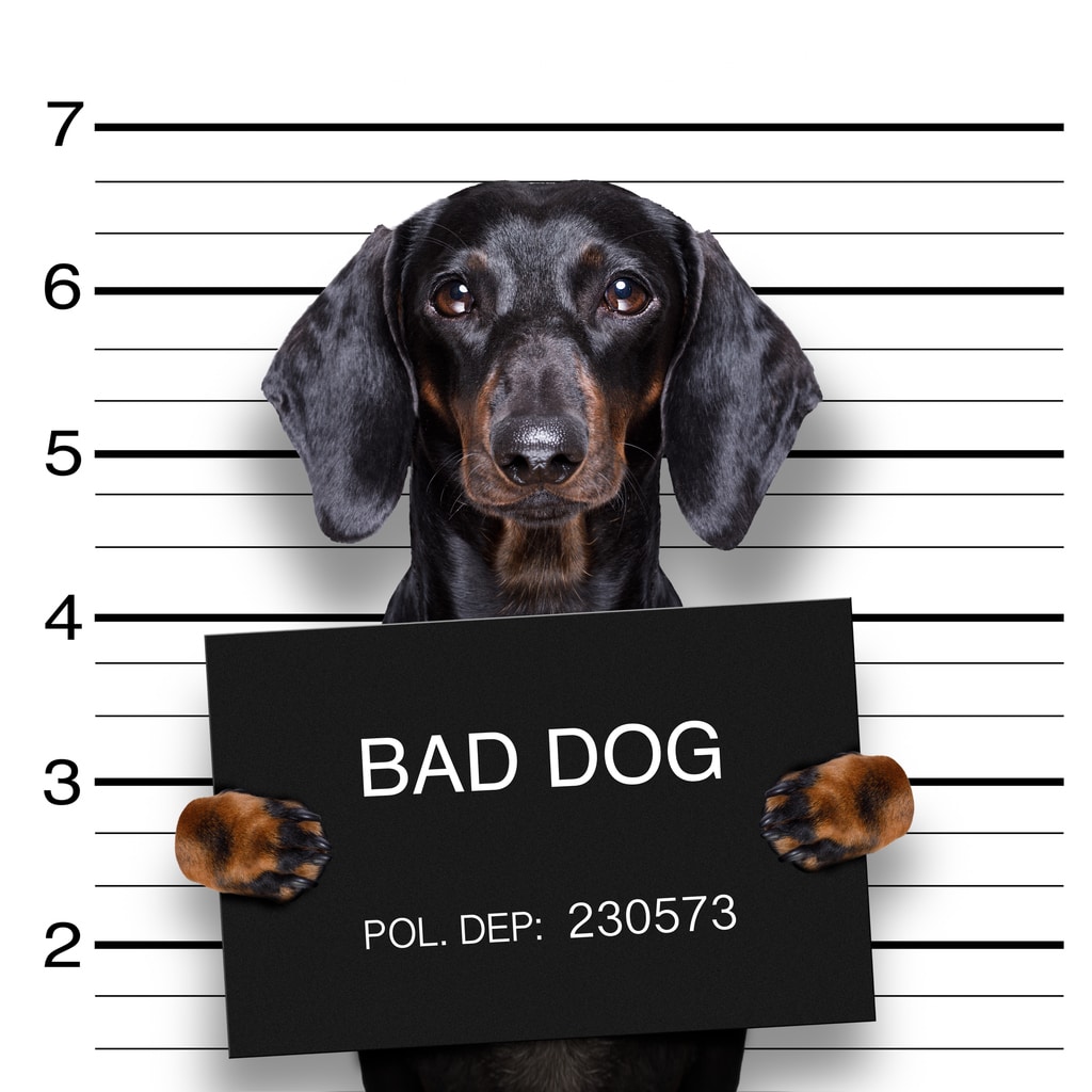 How to Report a Dog Bite Attack in Colorado | Pushchak Law