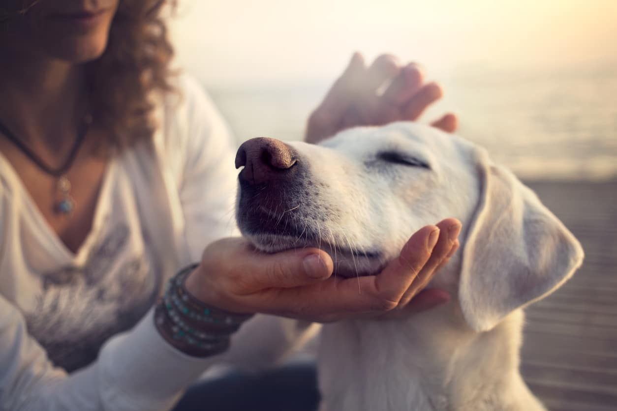 How to Safely Interact with Unfamiliar Dogs | Pushchak Law